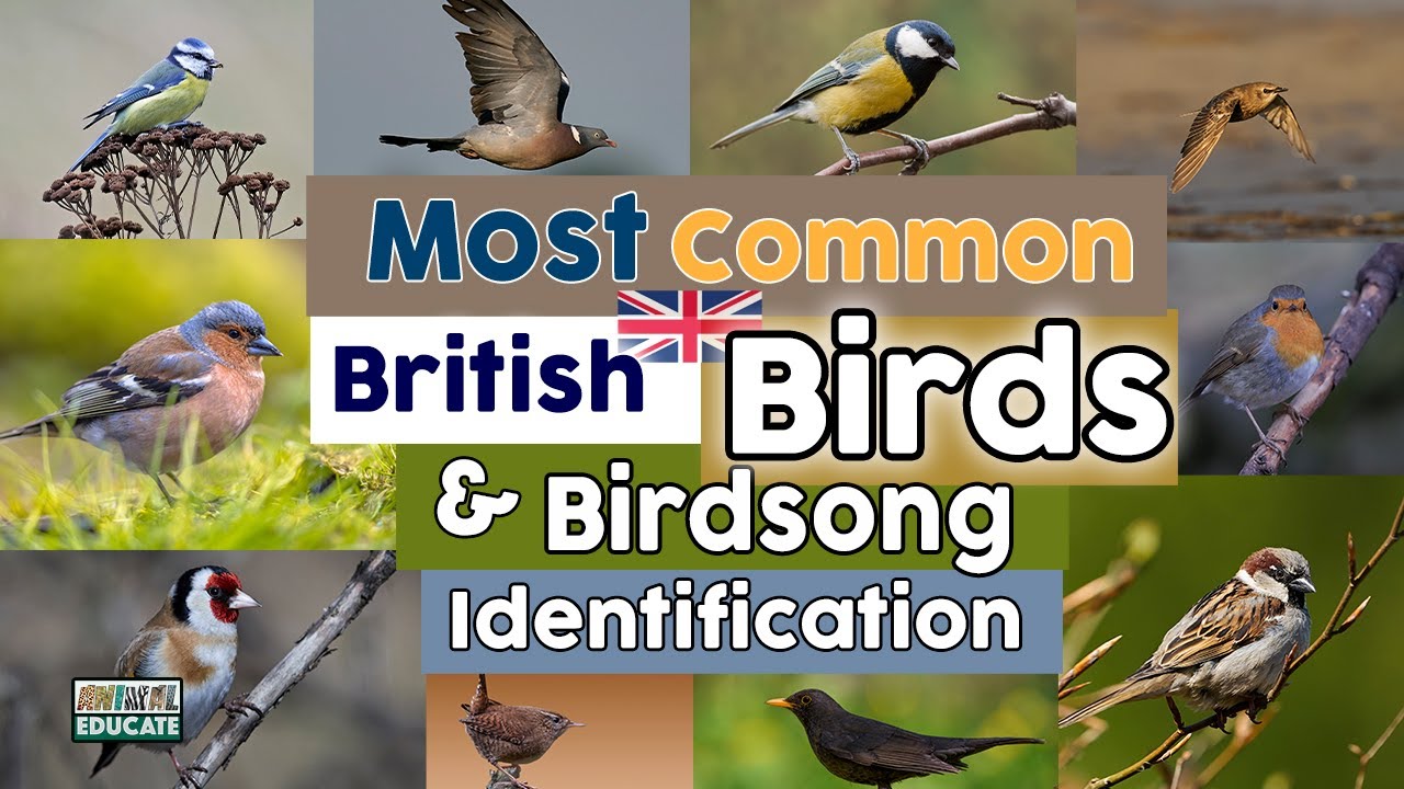 Most Common British Birds & Birdsong Identification