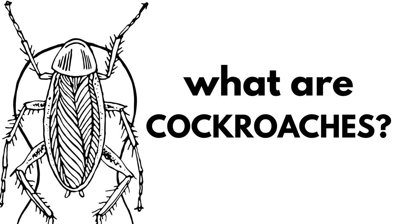 What Are Cockroaches?
