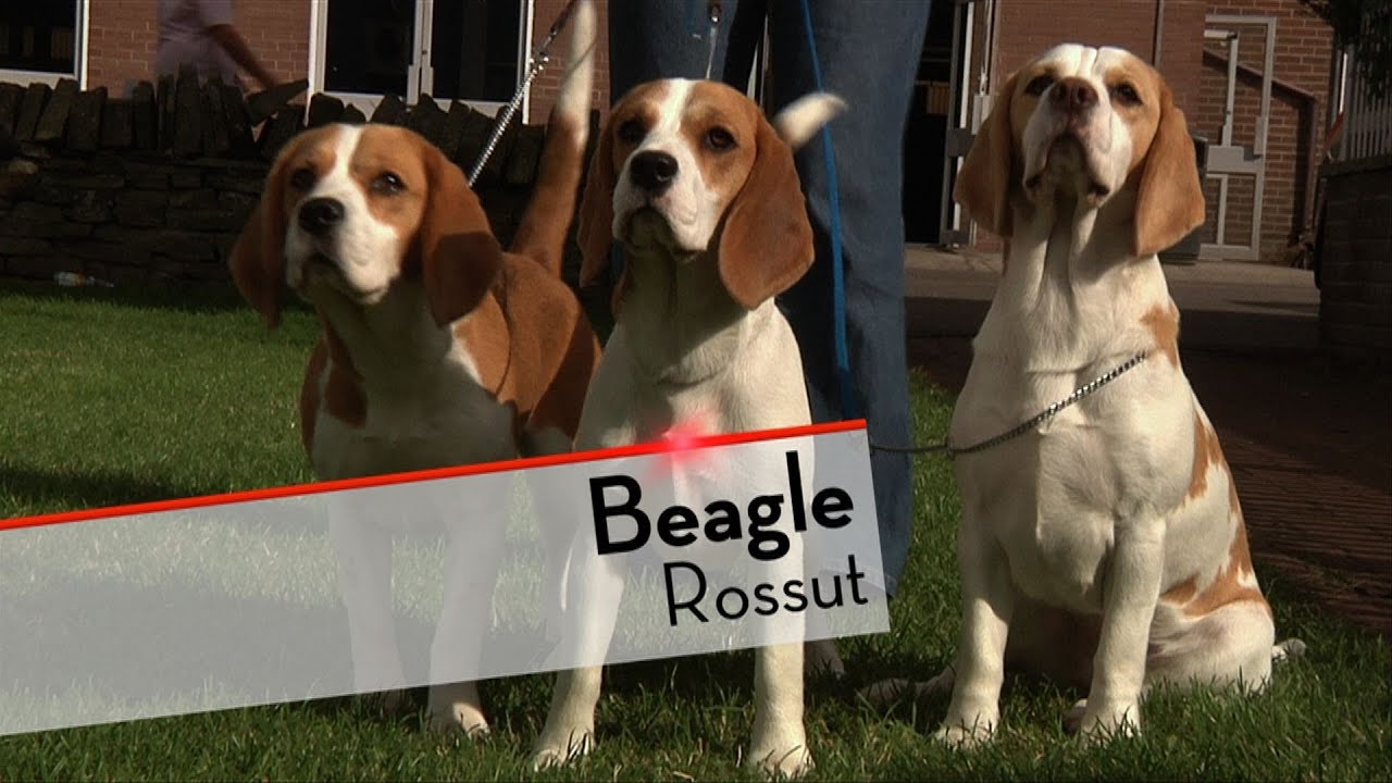 Beagle - Bests of Breed