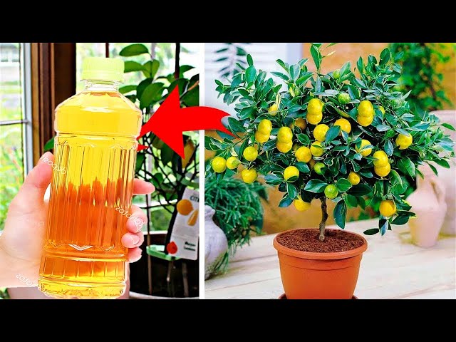 Como fazer sua frutífera carregar de frutos – Novo método Super Fácil e ...