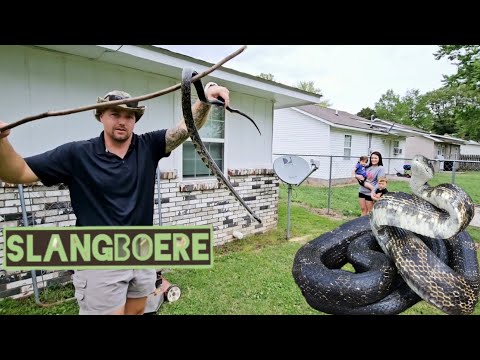 Slangboere TV show - Swart mamba of rat snake ? USA callout