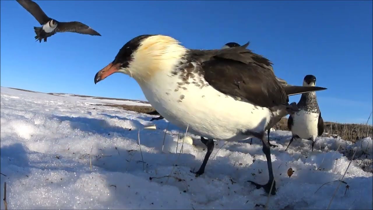 Pomarine Jaegers destroy goose eggs