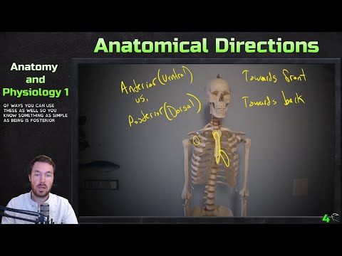 Anatomical Directions - Anatomy and Physiology 1