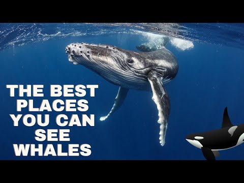 The best places to Watch Whales on earth! Amazing destinations to see Whales.