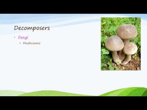 Decomposers