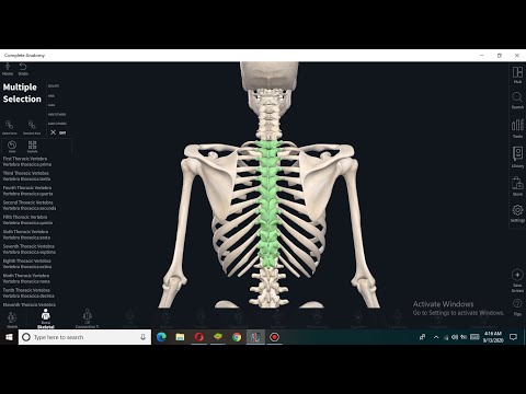 Thoracic Vertebrae Anatomy