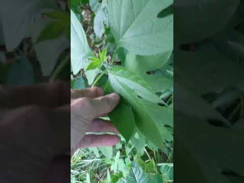 Let's identify Giant Ragweed