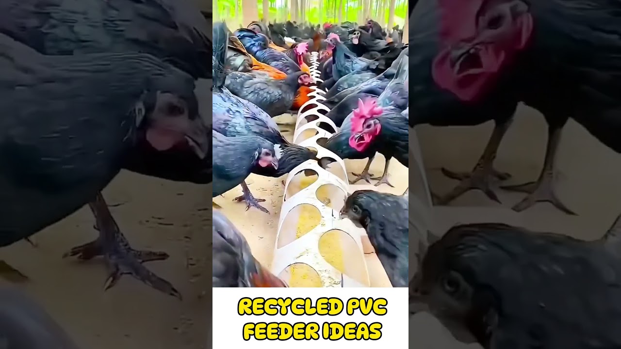 CHICKEN FEEDER IDEAS | RECYCLED PVC PIPE!