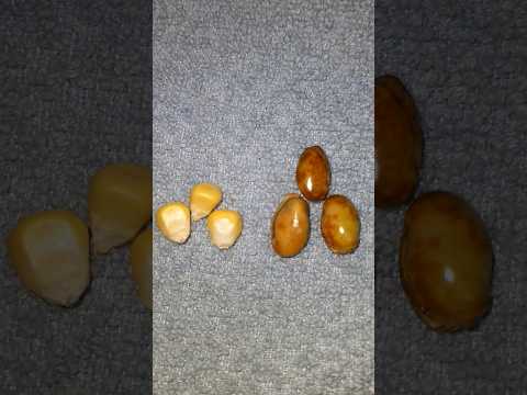 Examples of monocot and dicot seeds! |#shorts