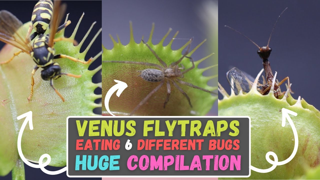 Venus Flytrap King Of Plants - Venus Flytrap Eating Aliens, Spiders, Wasps Flies & More! New 2023