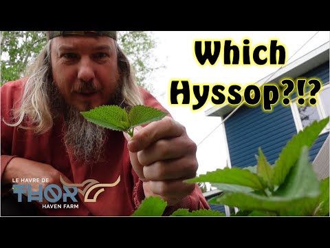 Hyssop Vs Anise Hyssop