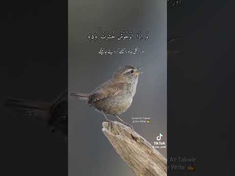 Surah At Takwir ayat 4 to 6 with beautiful voice😍