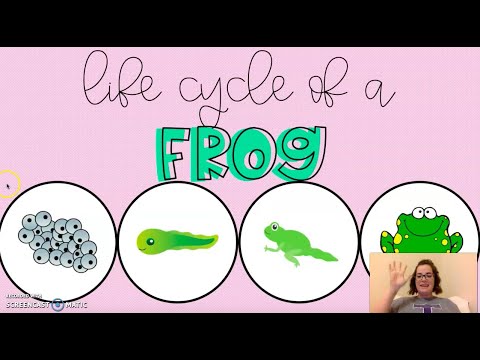 Life Cycle of a Frog!