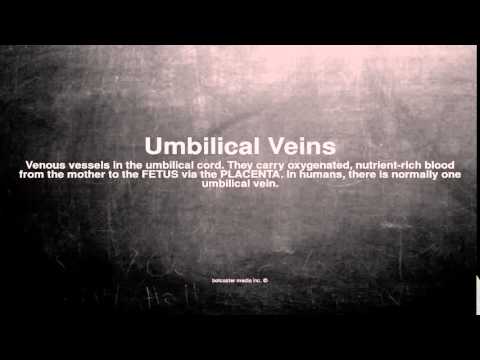 Medical vocabulary: What does Umbilical Veins mean