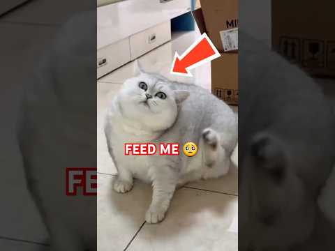 Fat Cat Energy 🐱💥 #FatCatLove #ChonkyCats #CatVibes