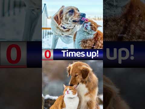 Furry Friends: Spot the AI in Dog-Cat Affection! #games #quiz #cute #cats #dog #shorts
