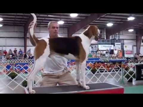 2011 UKC Autumn Oaks | United Kennel Club