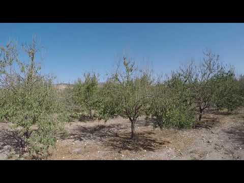 The Elah Valley where David killed Goliath -- Shaaraim -- Pastor Andrew Reynolds