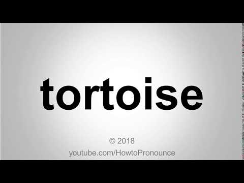 How to Pronounce tortoise