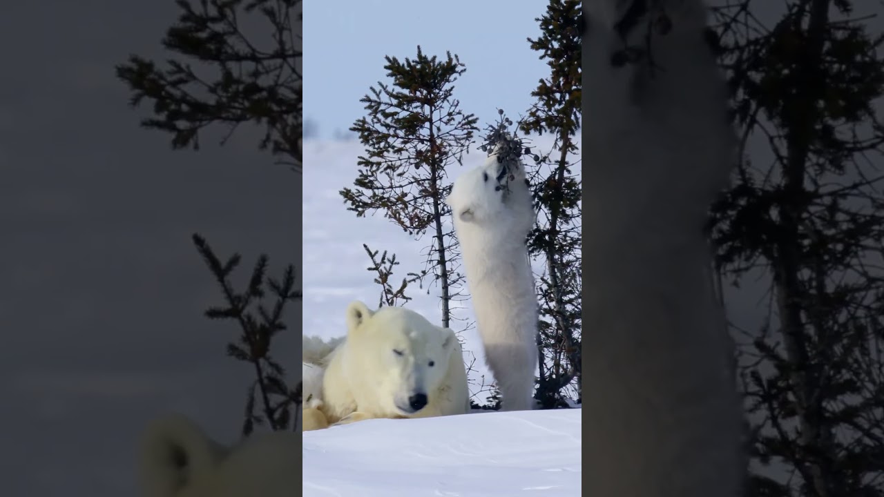 Adorable Polar Bear & Baby Bear Playtime | Heartwarming Arctic Moments 🐾