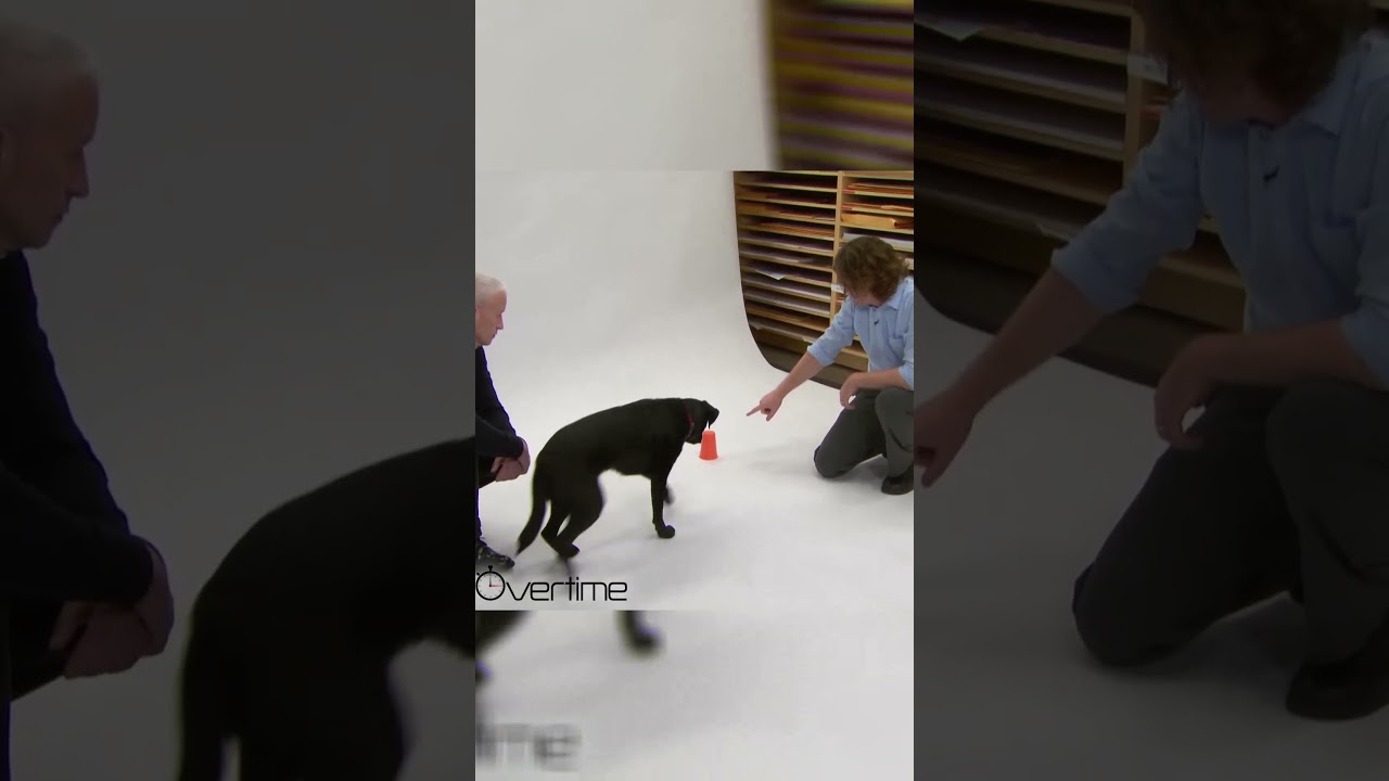 Dogs Outsmart Apes  The Surprising Intelligence of Man's Best Friend
