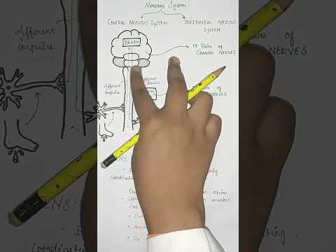 Classification of nervous system #notes #physio #tamil