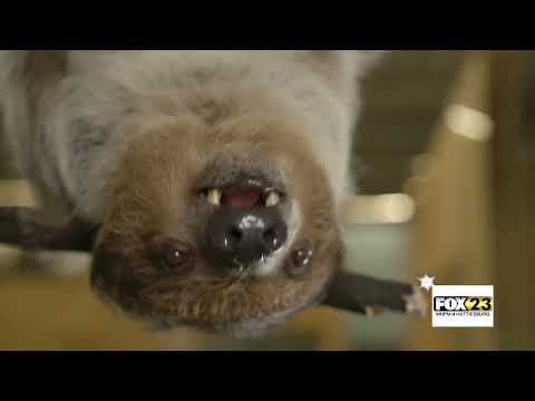 New Sloth Experience At Hattiesburg Zoo