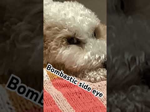POV: My dog is giving me the side eye!
