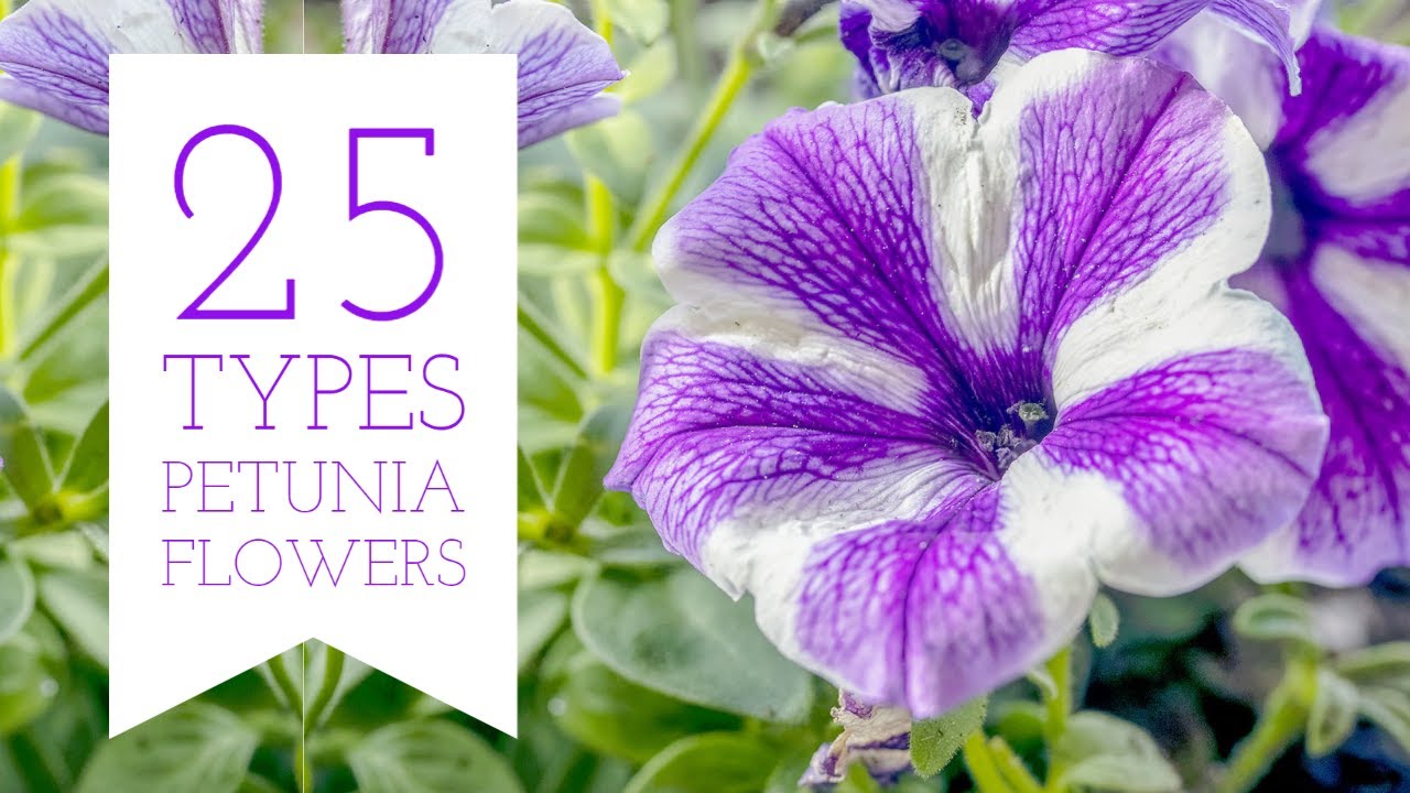 25 Types of Petunia Flowers and Plant || Different Petunia Flowers