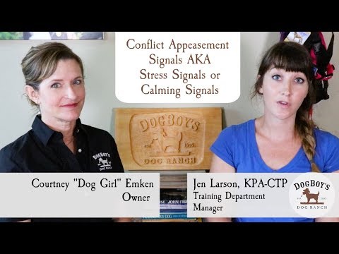 Learning to Work With Your Dog's Conflict Appeasement Signals | Dog Training | Dogboy's Dog Vlog