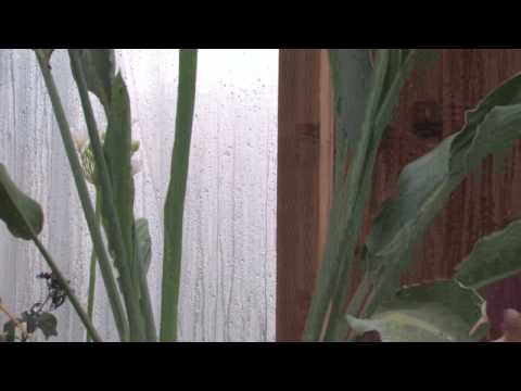 Gardening Tips : How to Grow Bird-of-Paradise (Strelitzia Reginae)