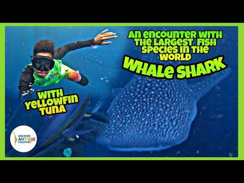 An encounter with the largest known extant fish species in the world