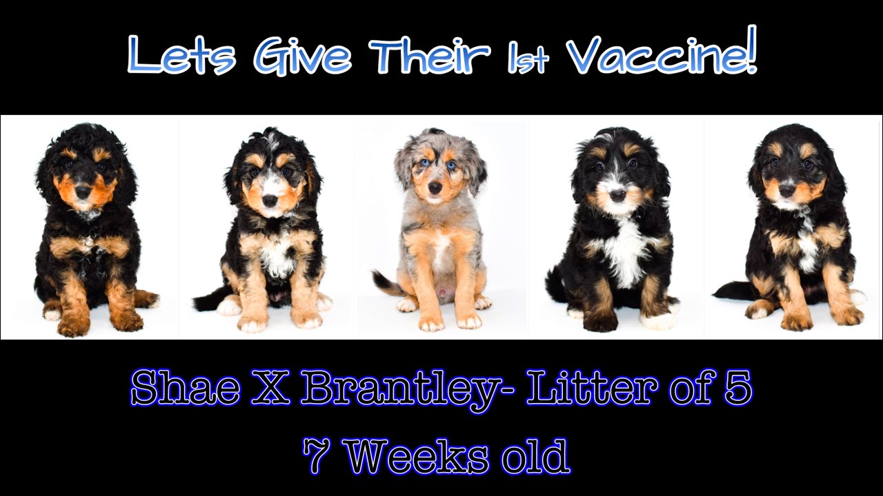 Our Litter of 5 Aussie Mtn Doodles Are 7 Weeks Old! | Shae X Brantley Litter | 1st Vaccines Today!