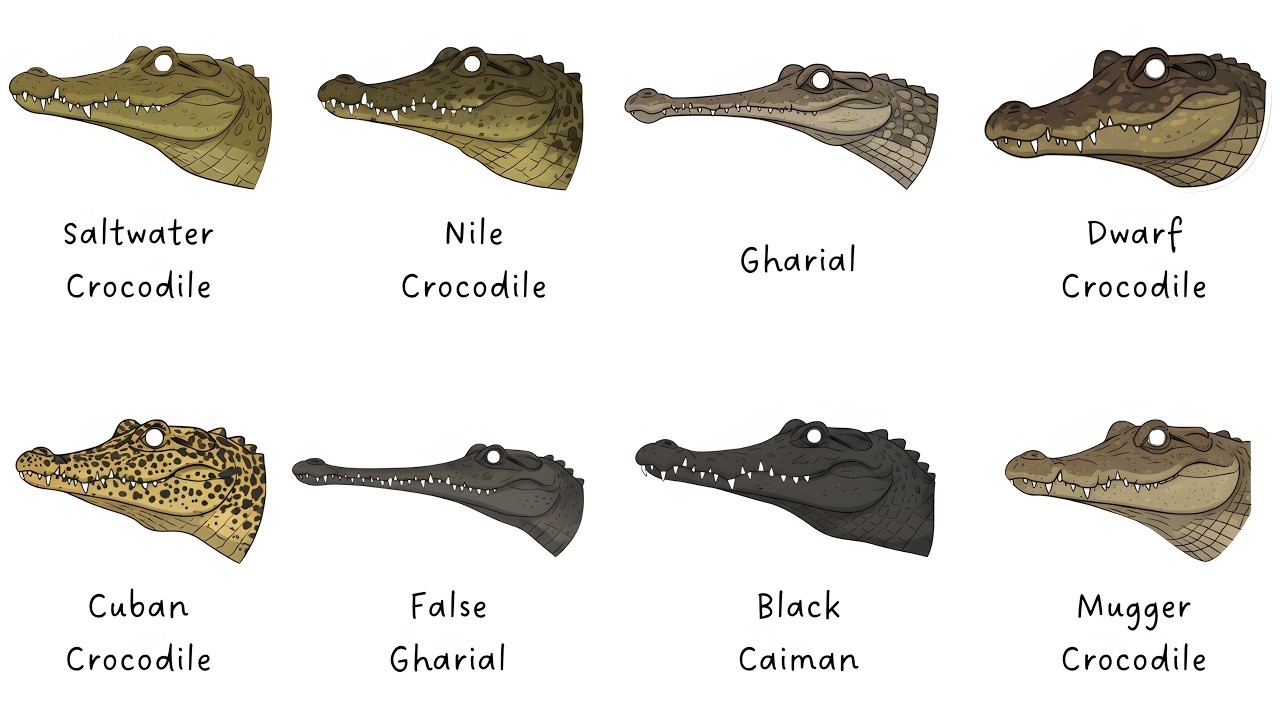 Every CROCODILE Type Explained in 8 Minutes