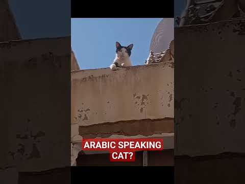 Arabic Speaking Cat ???? ????