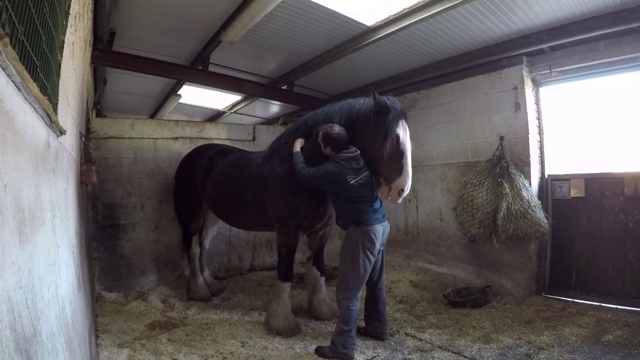 An Itchy Shire Horse |Grooming | Routine | Shire with Sweet Itch