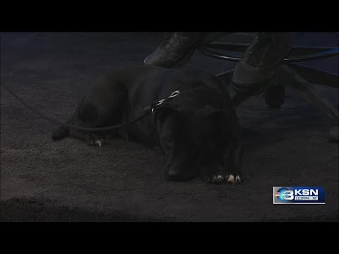 Pet Project: Peppy needs a pal