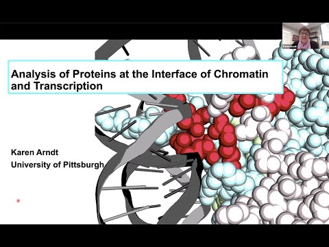 Karen Arndt: "Analysis of Proteins at the Interface of Chromatin and Transcription"