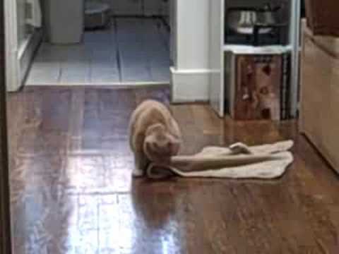 Security Blanket?