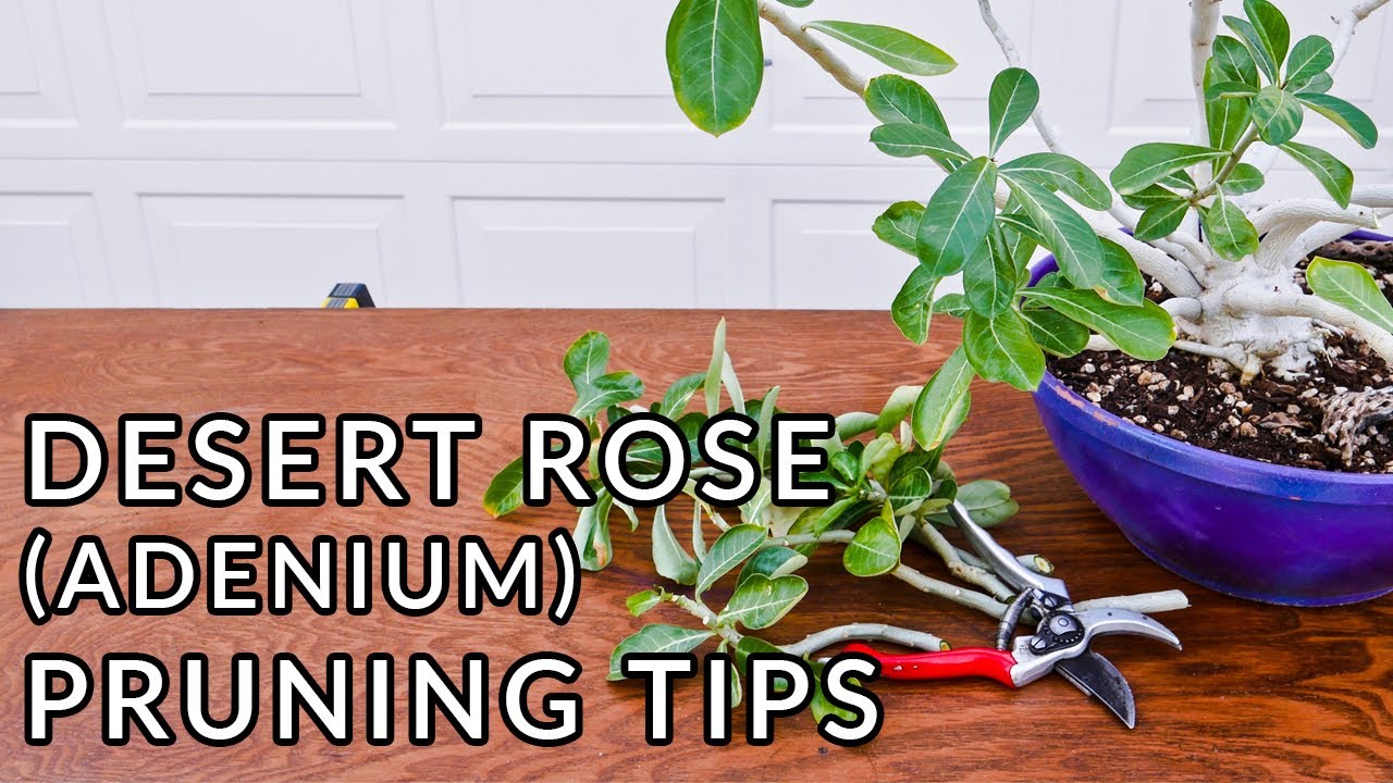 DESERT ROSE (ADENIUM) PRUNING / JoyUsgarden