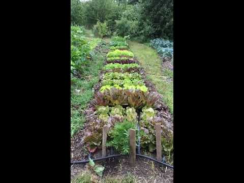 Trialing bolt-resistant, heat-tolerant lettuce varieties