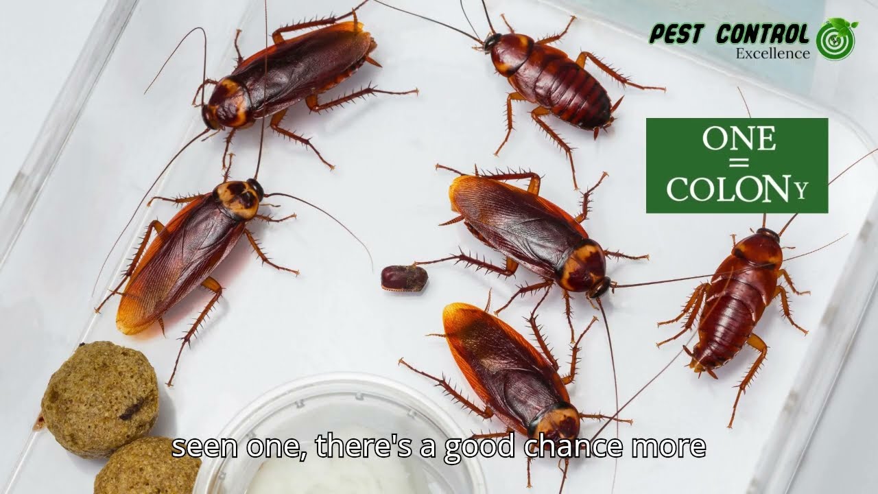 American Cockroaches: How to Identify & Eliminate These Giant Pests!