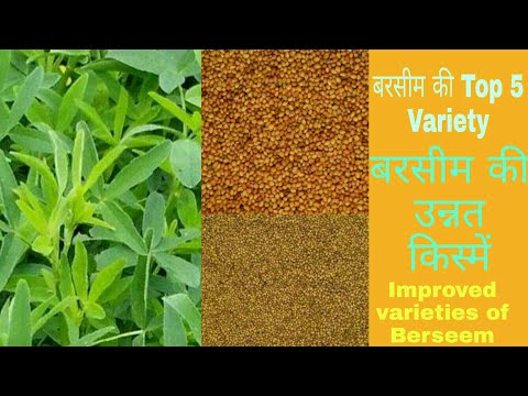 Berseem Seed - Wholesale Price & Mandi Rate for Egyptian Clover in India