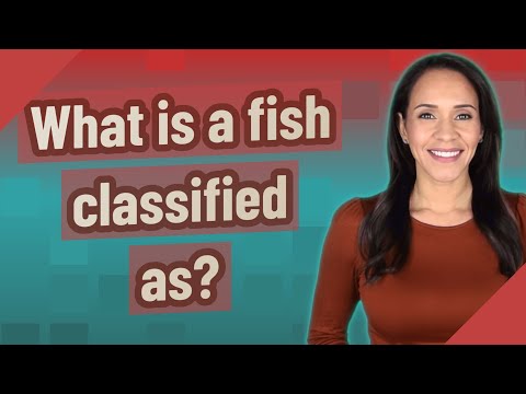 What is a fish classified as?