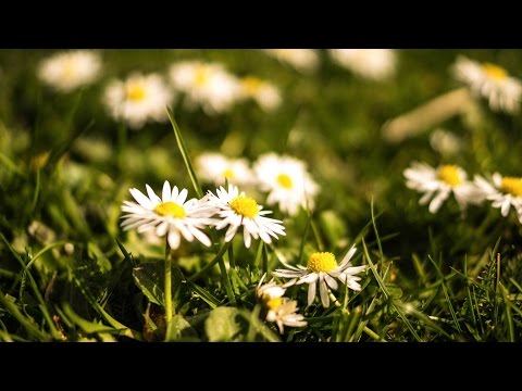 Funeral Services in Lodi CA Call (844) 311-3189