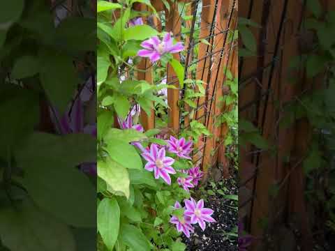 Backyard Clematis June 12th 2025
