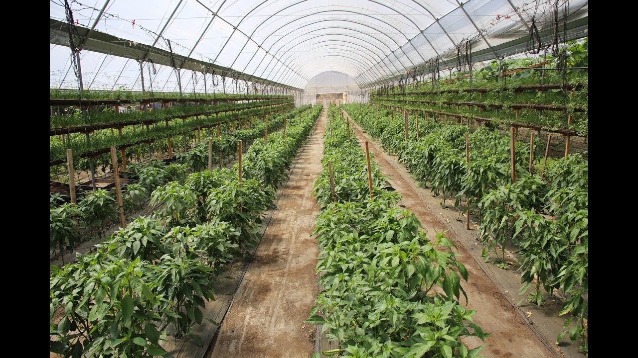 Melissa's Organic Produce