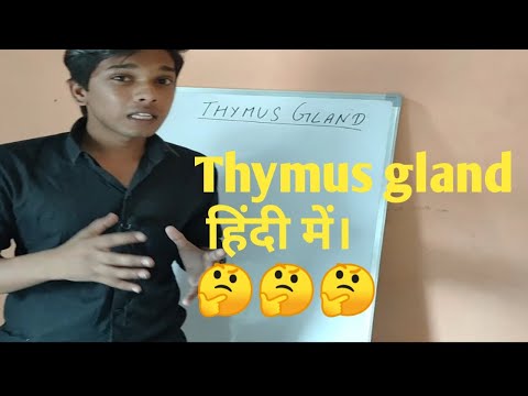 Thymus Gland in Hindi