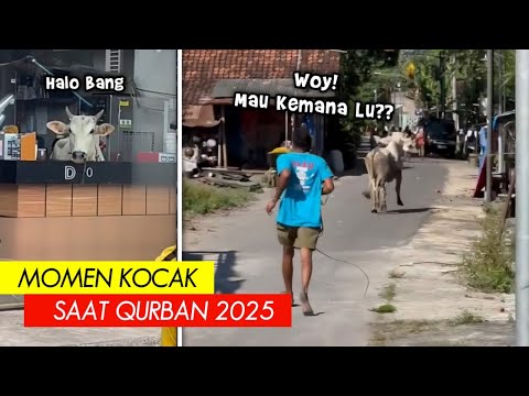 Sapinya Ngamuk..!! Deretan Momen KOCAK Saat Hari Raya IDUL ADHA 2025