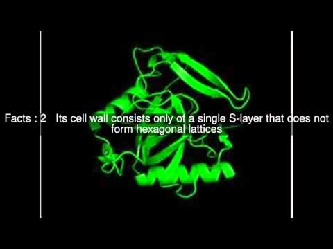 Thermococcus Litoralis Archaebacteria